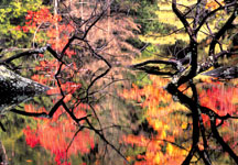 Natural Light Photography: Larry Broder, Photographer